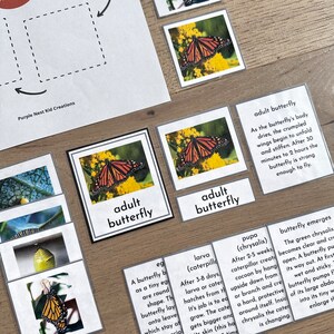 Butterfly & Moth Unit Study: Life Cycle, Anatomy, Activities (PDF) - Etsy