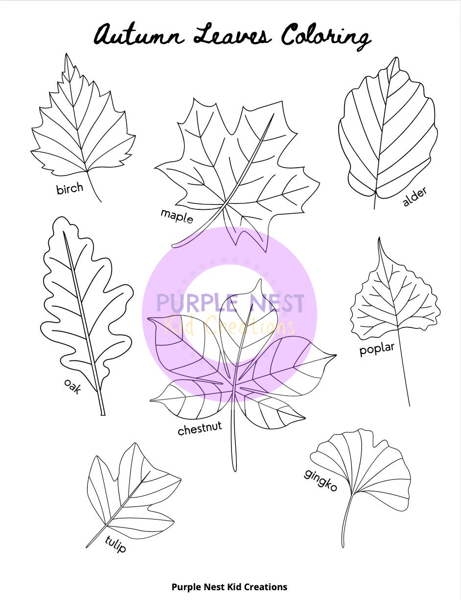 Autumn Leaves Tracing & Coloring Pages: Educational Printable (PDF) - Etsy