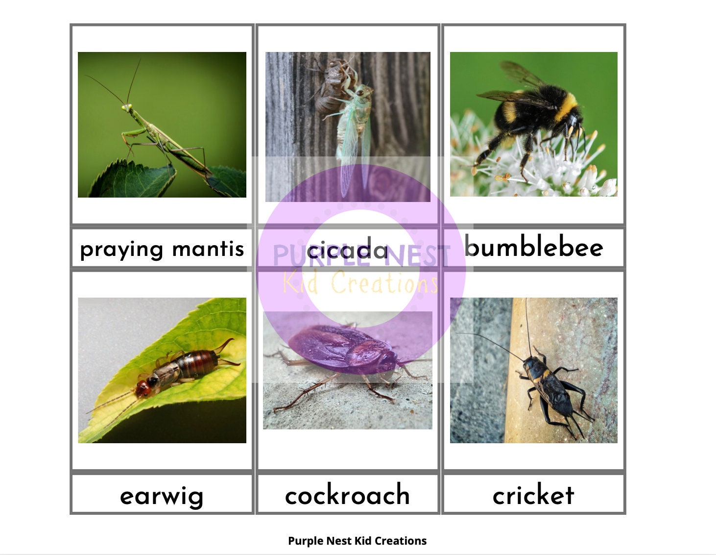 Insects Flash Cards Bugs Insects Montessori Nomenclature | Etsy