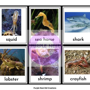 Ocean Animals Flash Cards, Ocean, Montessori, Nomenclature, Three Part ...