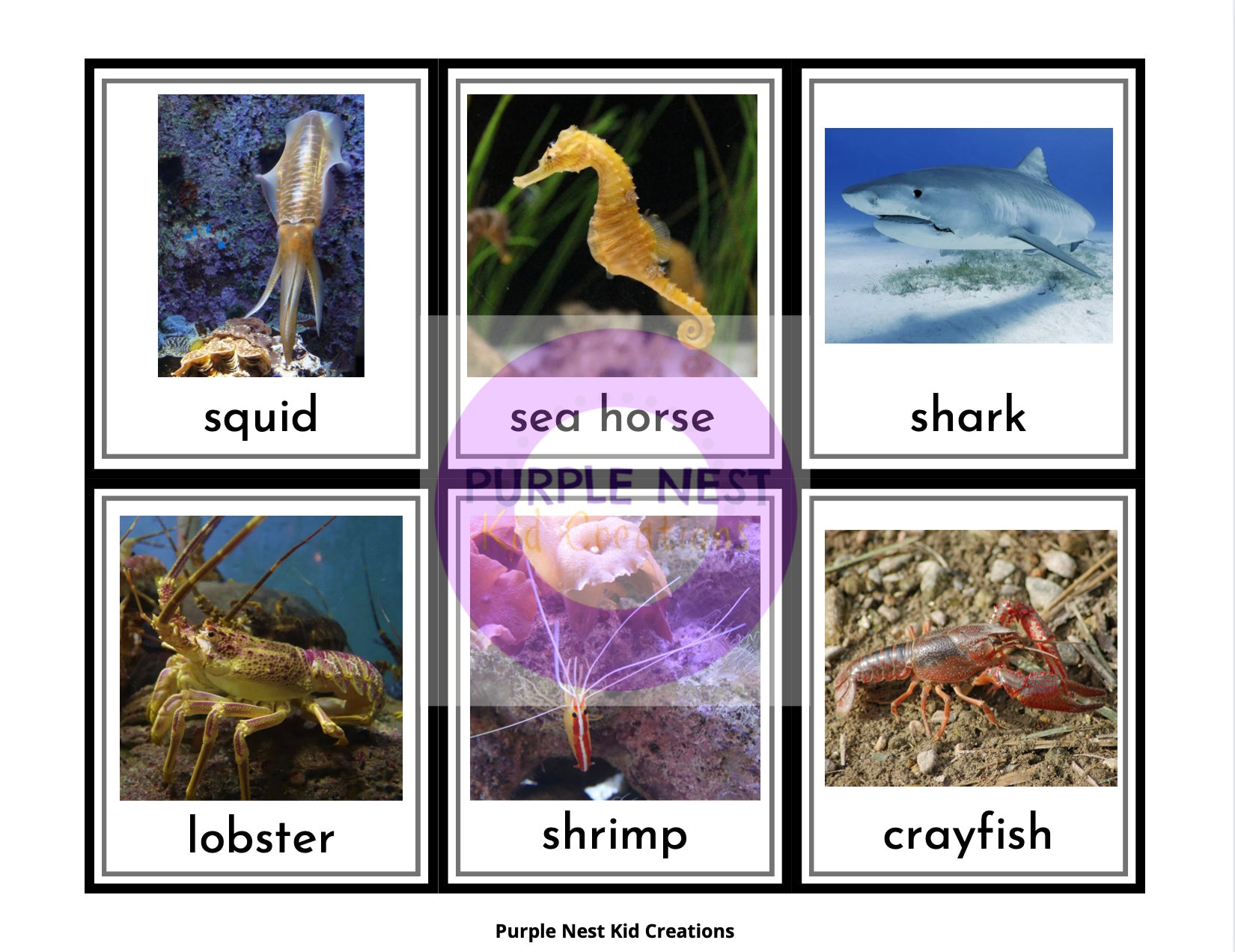 Ocean Animals Flash Cards: Montessori Three-part Cards (digital ...