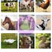 Match the Farm Animals Worksheet Animal Matching Game - Etsy