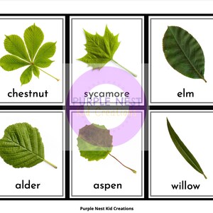 Leaves Flash Cards, Fall, Autumn, Montessori, Nomenclature, Three Part ...