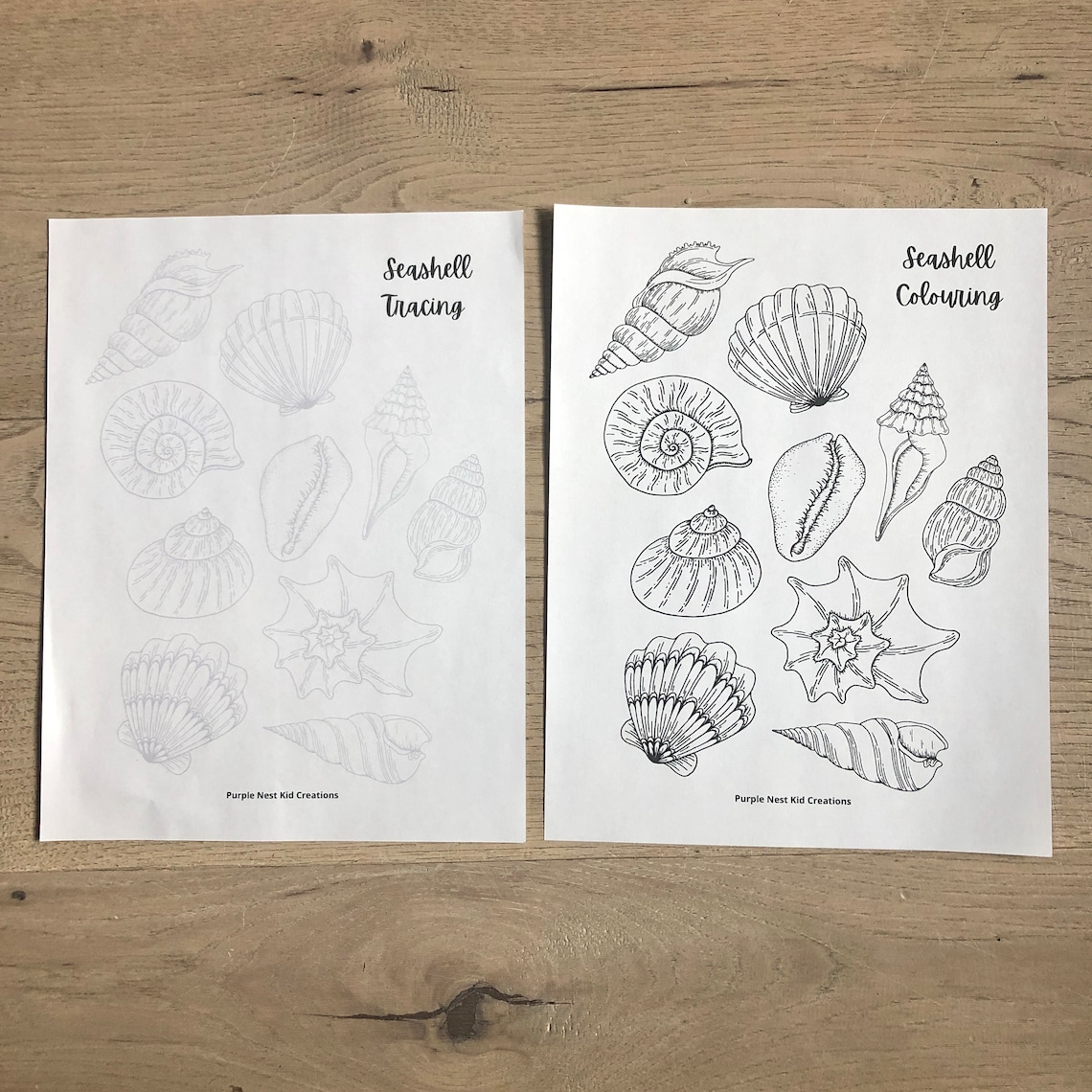 Seashell Tracing and Colouring Tracing Shells Coloring - Etsy