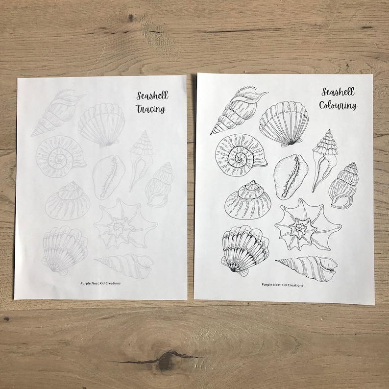 Seashell Tracing and Colouring Tracing Shells Coloring - Etsy