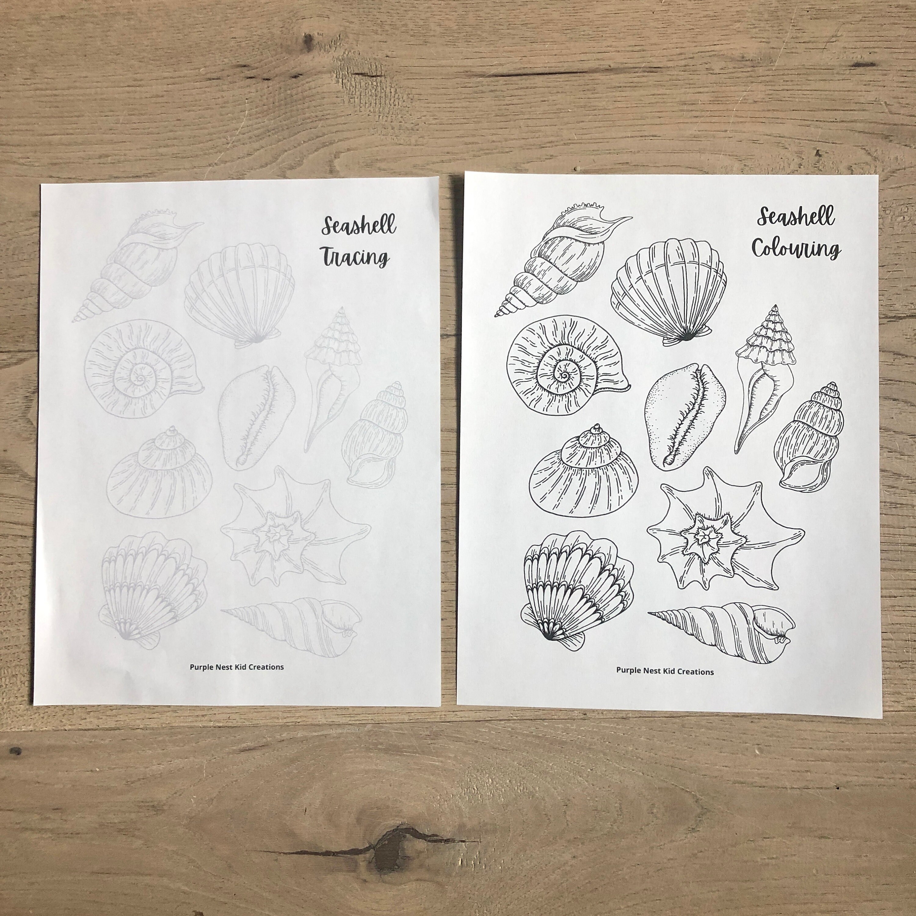 Purple Seashell Drawing