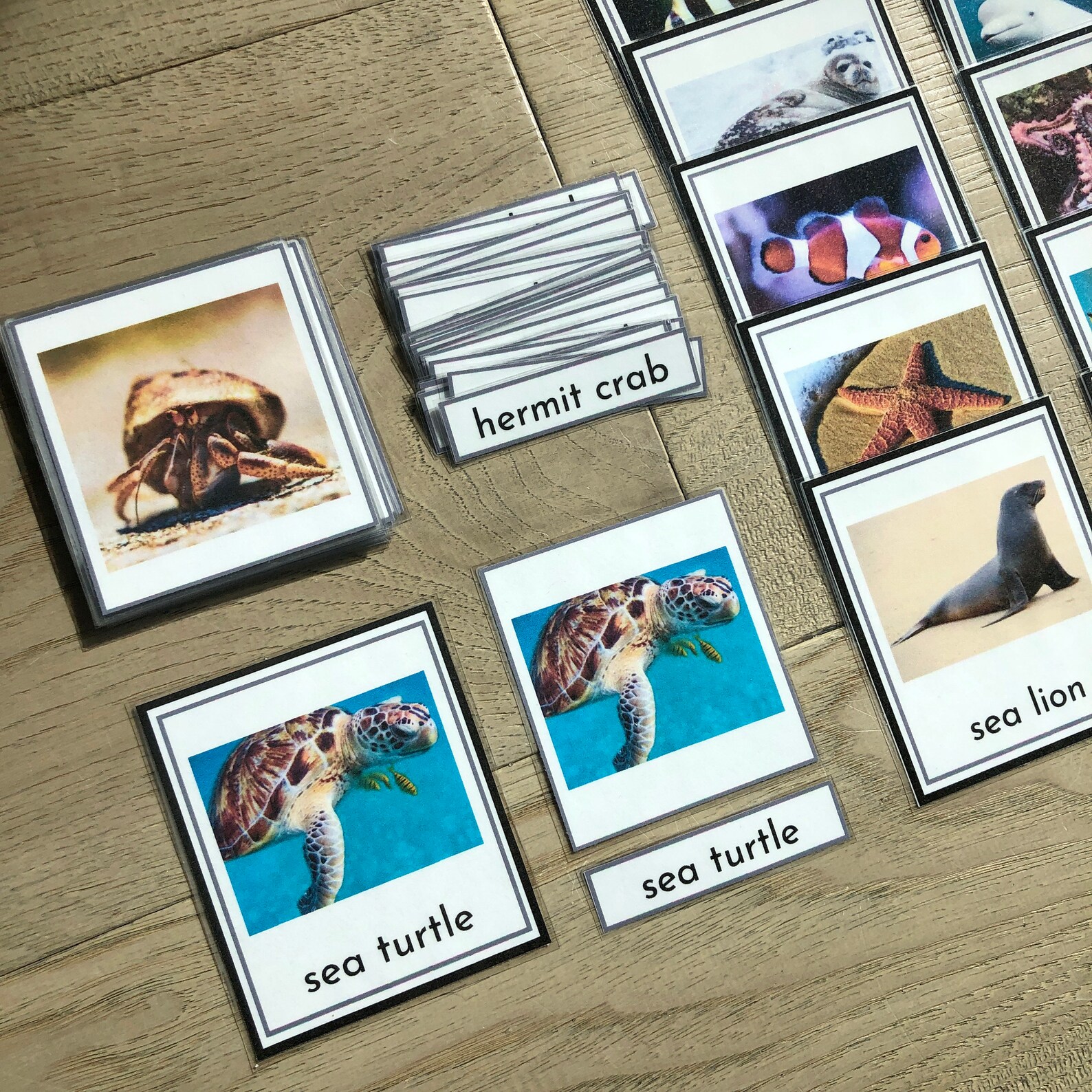 Ocean Animals Flash Cards: Montessori Three-part Cards (digital ...