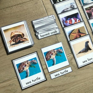 Ocean Animals Flash Cards, Ocean, Montessori, Nomenclature, Three Part ...