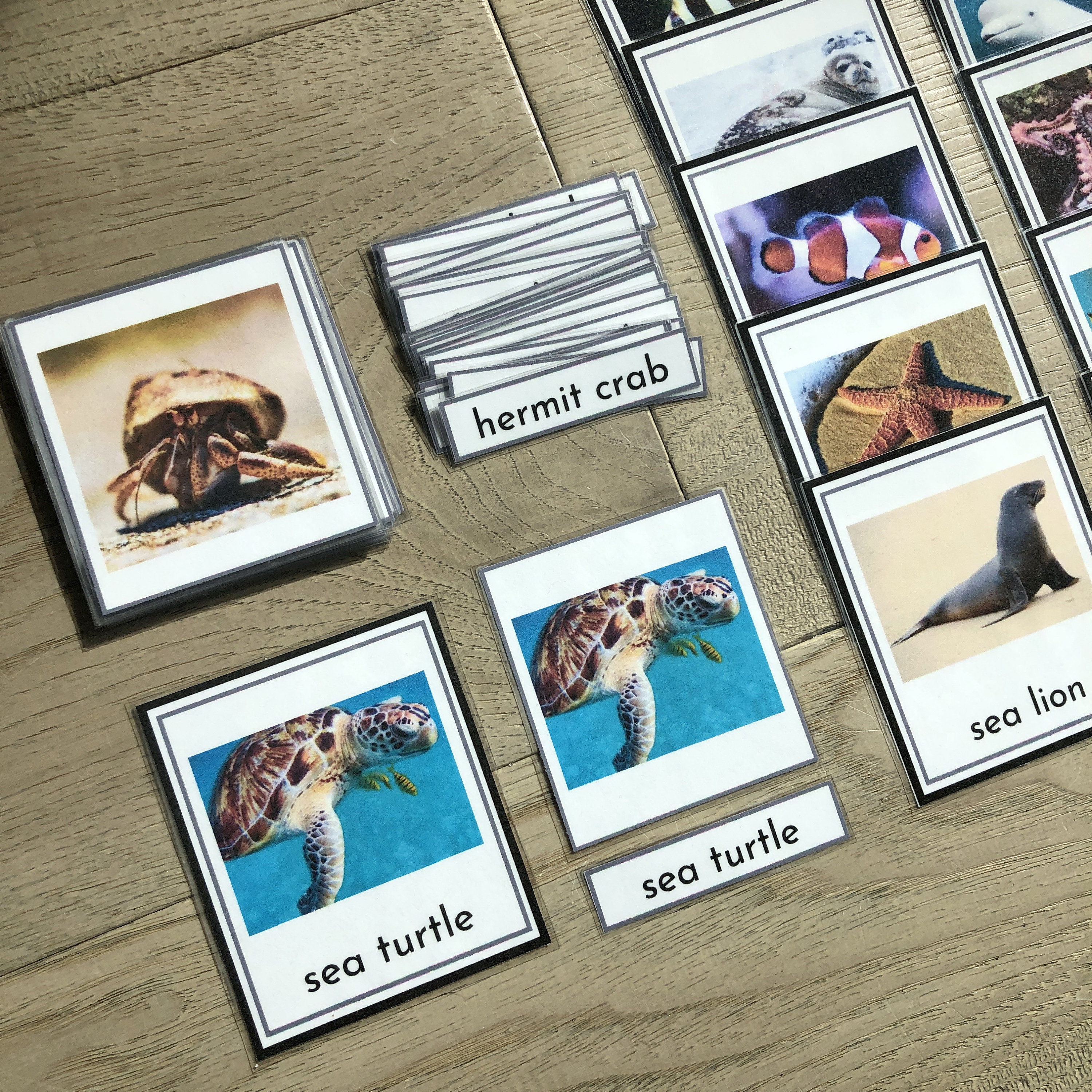 Ocean Animals Flash Cards: Montessori Three-part Cards (digital ...