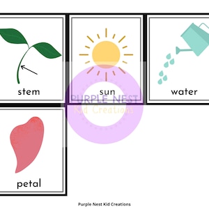 Plant Parts Flash Cards: Montessori Flower Diagram (educational ...