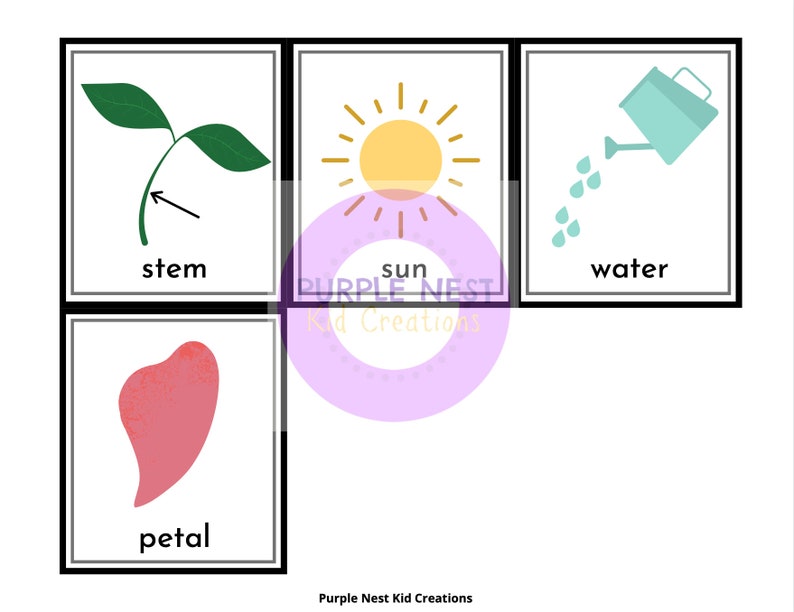 Plant Parts Flash Cards: Montessori Flower Diagram (educational ...