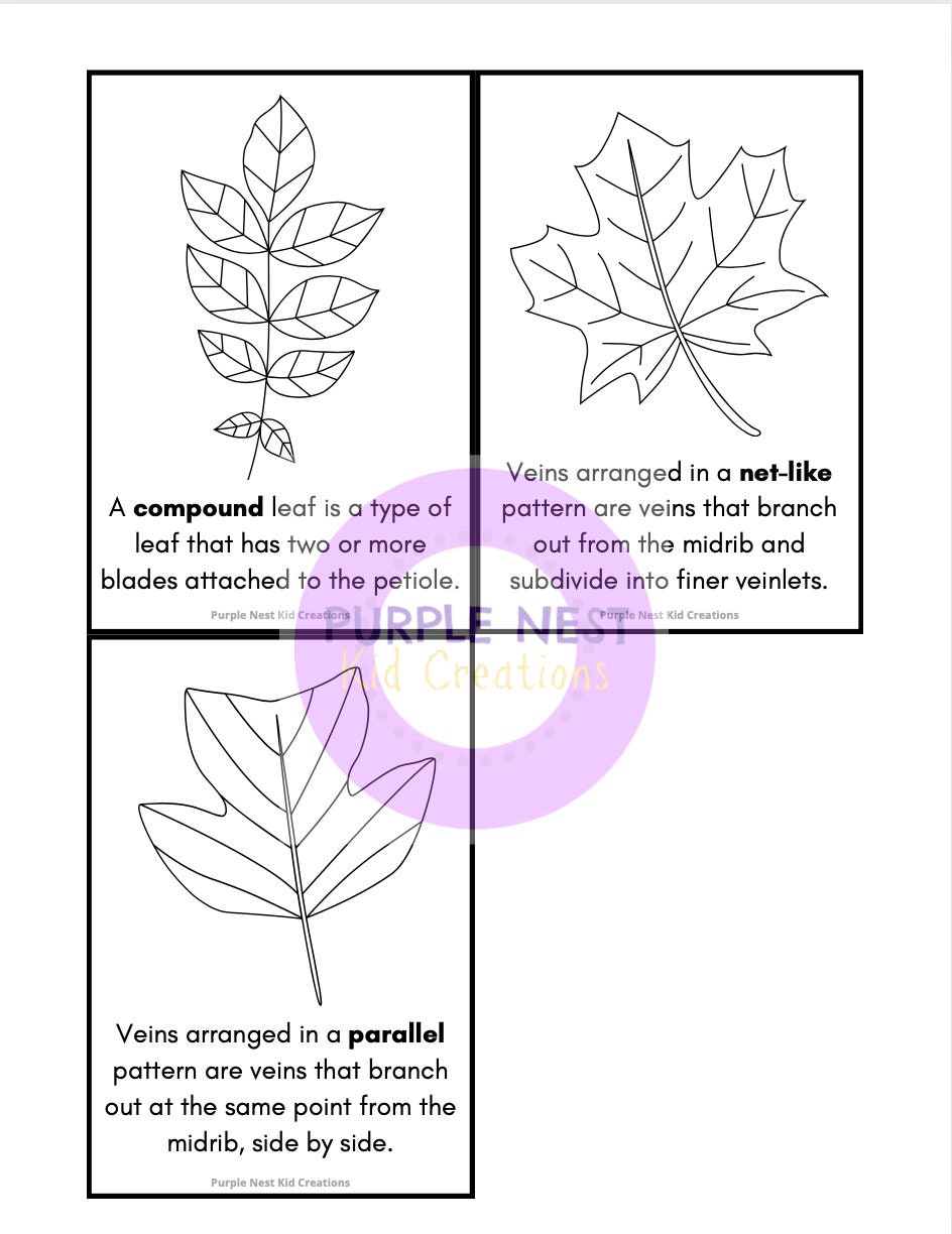 Leaf Observation Worksheets & Fact Cards: Autumn Nature Study (PDF) - Etsy
