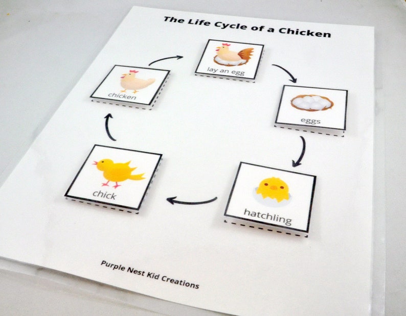 Life Cycle of a Chicken Worksheet Chicken Life Cycle Farm - Etsy