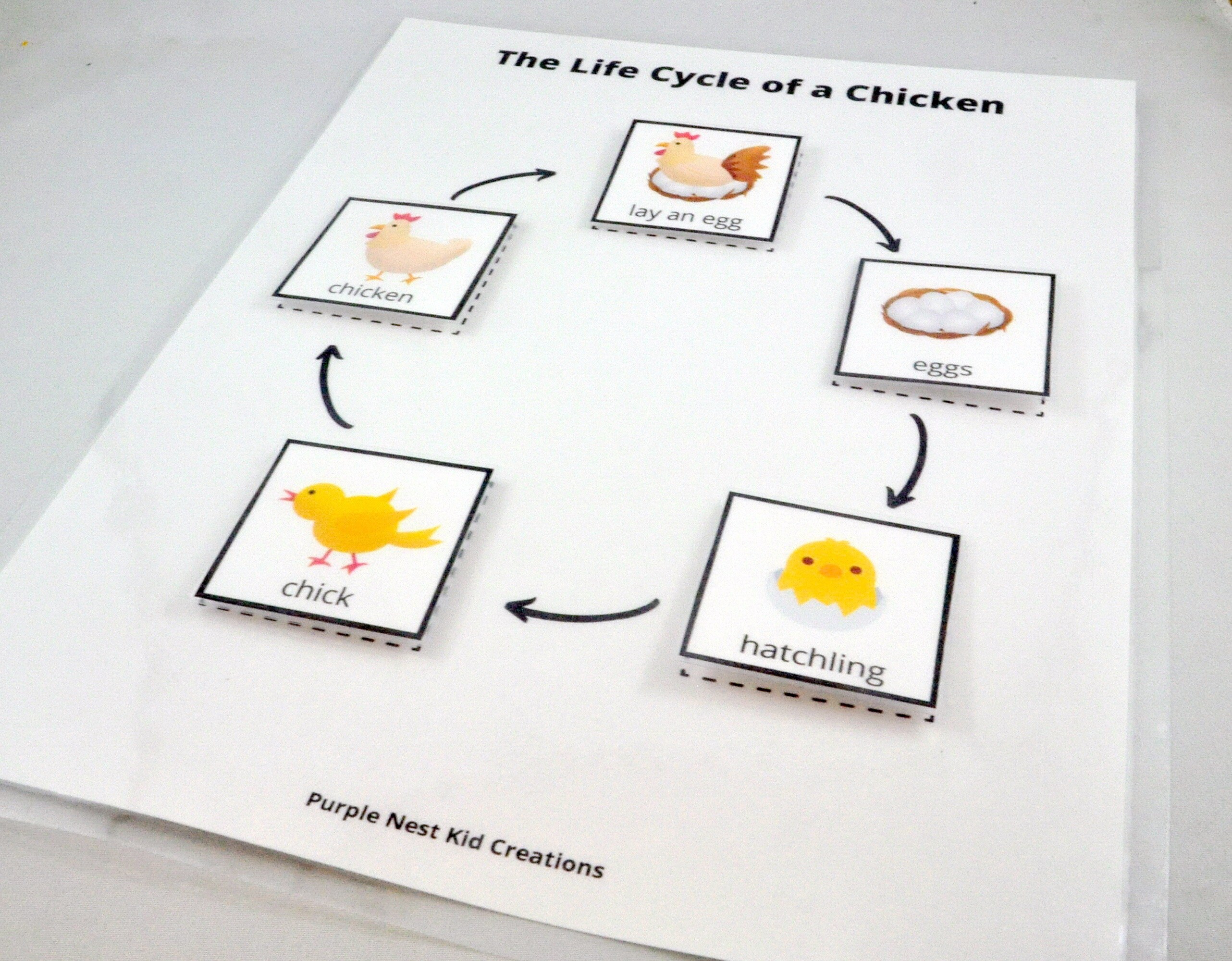 Life Cycle of a Chicken Worksheet Chicken Life Cycle Farm - Etsy Canada