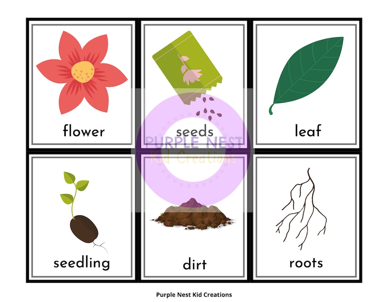 Plant Parts Flash Cards: Montessori Flower Diagram (educational ...