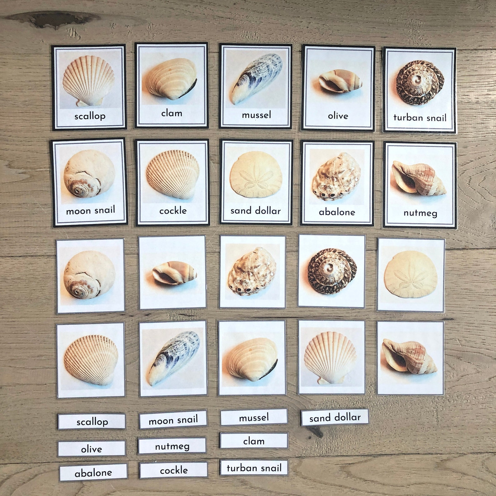 Seashells Flash Cards, Ocean, Montessori, Nomenclature, Three Part ...
