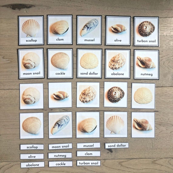 Seashells Flash Cards Ocean Montessori Nomenclature Three | Etsy