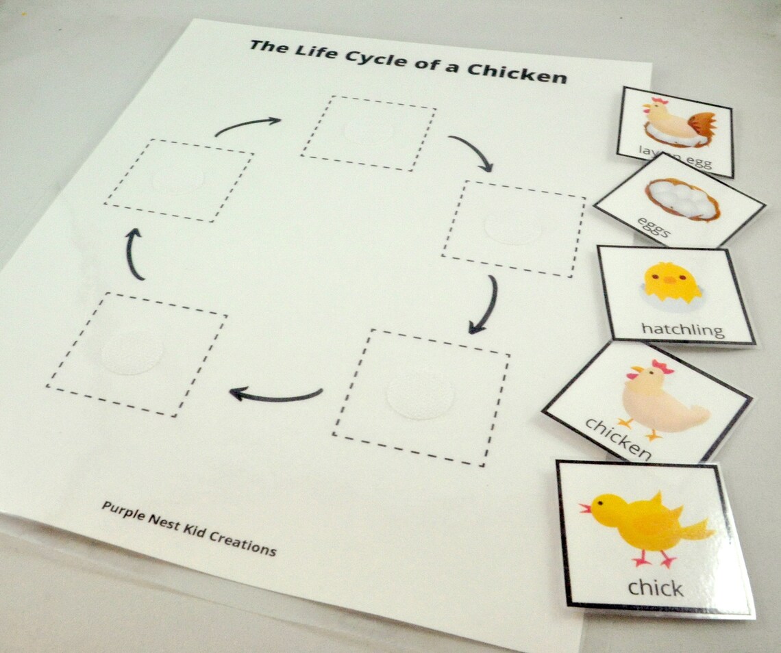 Life Cycle of a Chicken Worksheet Chicken Life Cycle Farm - Etsy
