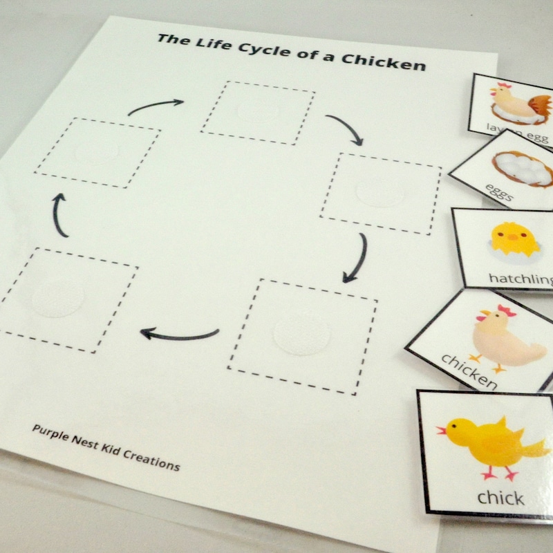 Chicken Life Cycle Printable - Etsy