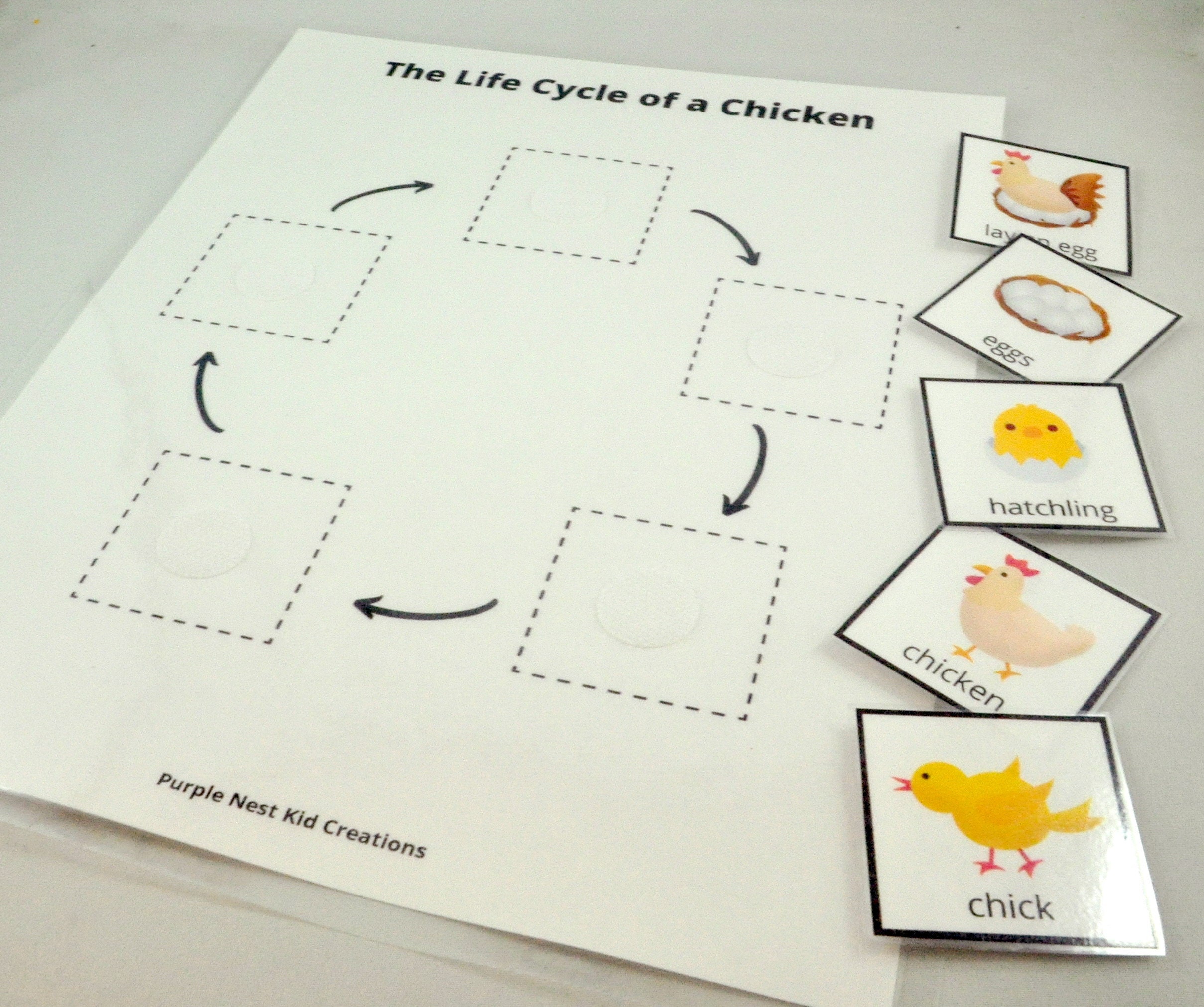 Life Cycle Of A Chicken Craft