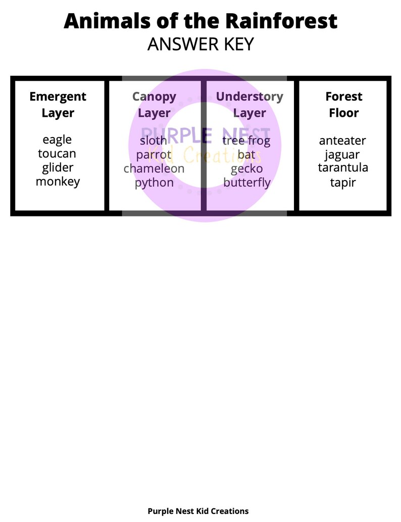 Animals of the Rainforest Worksheet, Rainforest Habitat, Geography ...