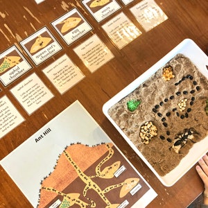 Ant Mini Unit Study, Ants, Insects, Ant Life Cycle, Ant Hill, Four Part Cards, Educational ...