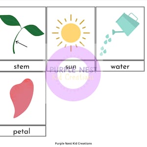 Plant Parts Flash Cards: Montessori Flower Diagram (educational ...