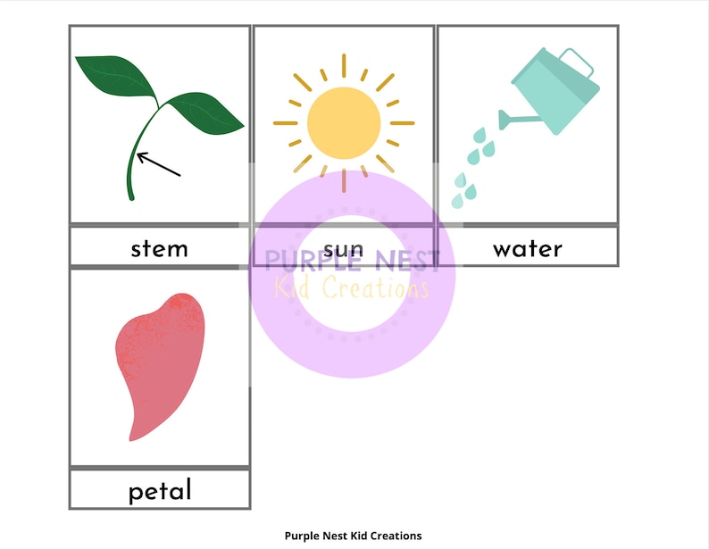 Plant Parts Flash Cards: Montessori Flower Diagram (educational ...