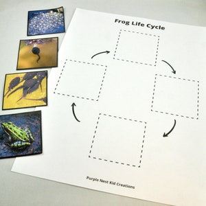 Frog Life Cycle Worksheet and Flash Cards, Frog Life Cycle, Three Part ...