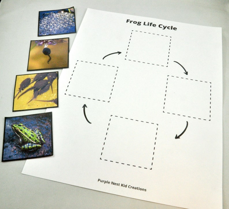 Frog Life Cycle Worksheet and Flash Cards Frog Life Cycle - Etsy