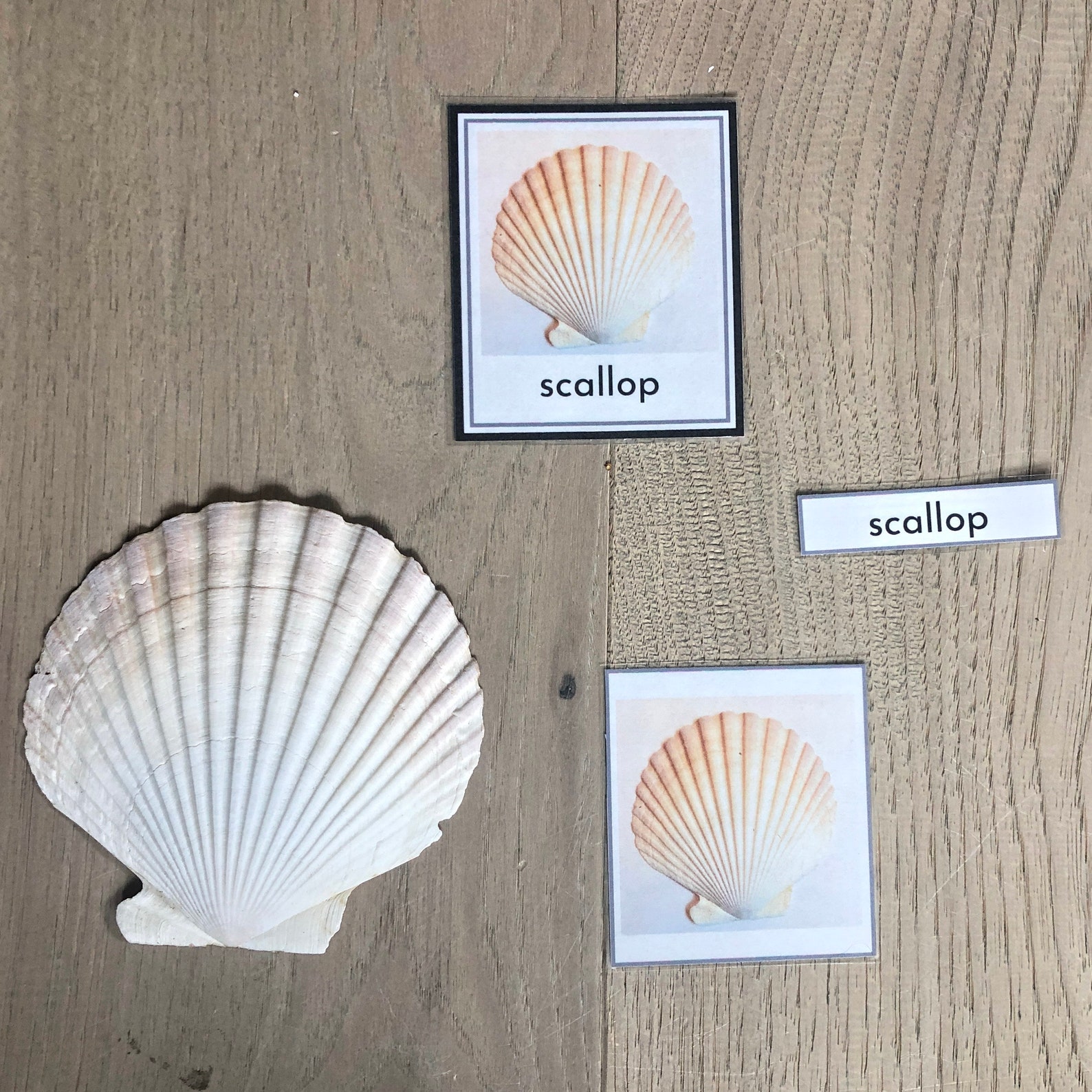 Seashells Flash Cards Ocean Montessori Nomenclature Three | Etsy