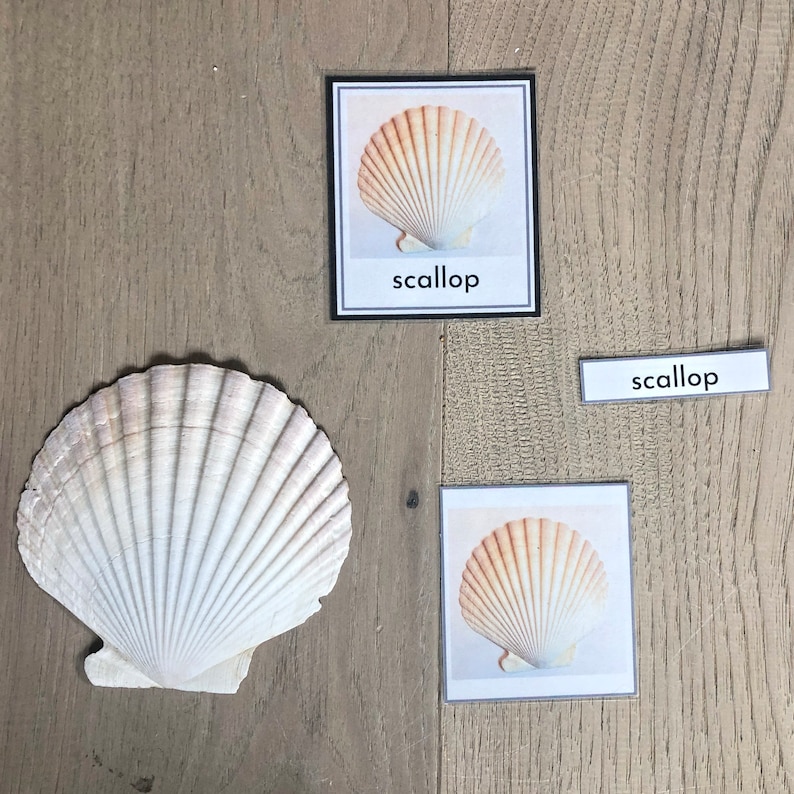 Seashells Flash Cards Ocean Montessori Nomenclature Three | Etsy