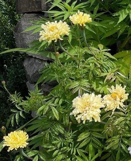 Sugar and Spice White Marigold Seeds (tagetes Erecta) - Etsy