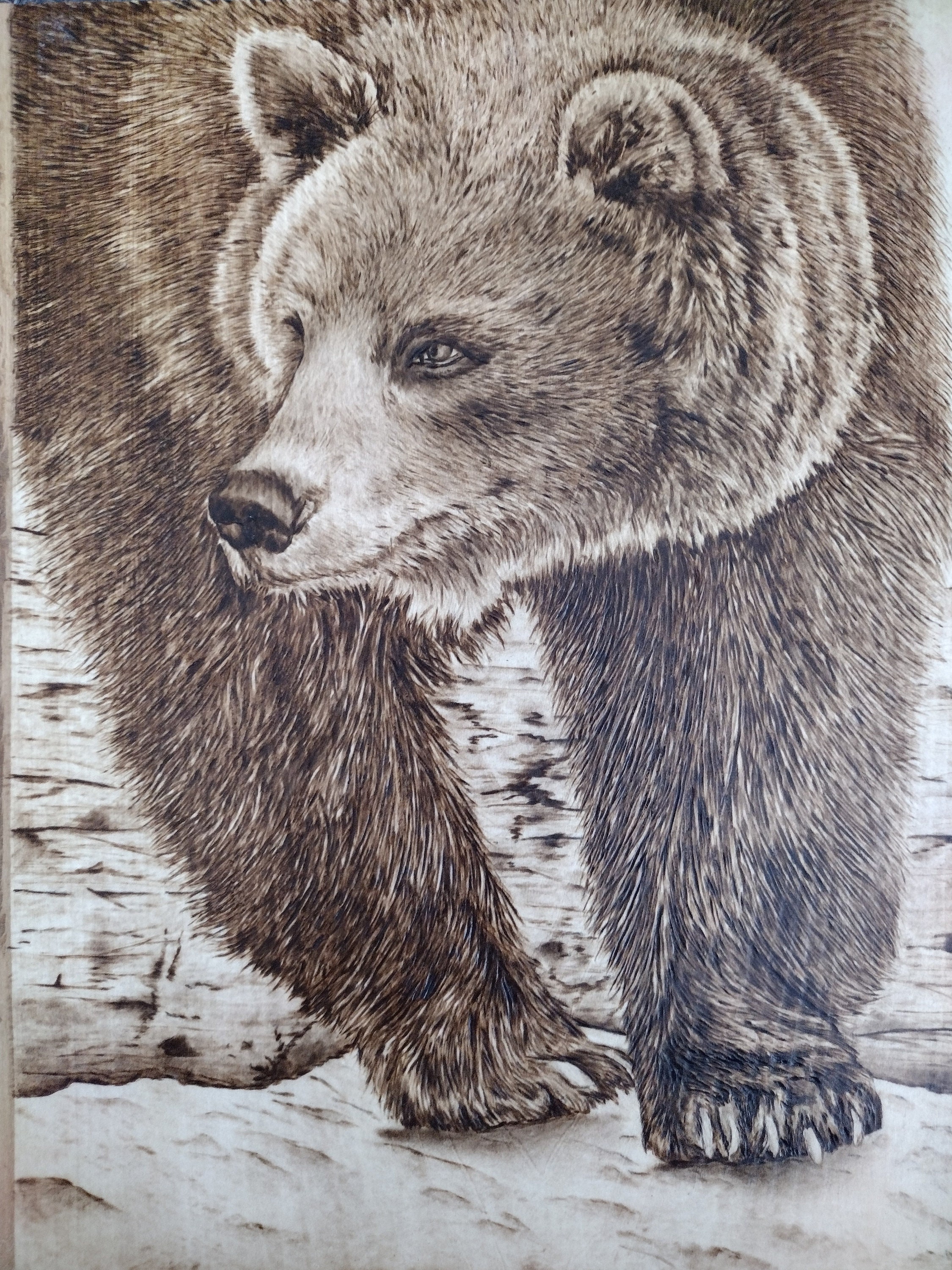 Hand Burned Grizzly Bear Wood Burning on Basswood With Bark. Pyrography ...