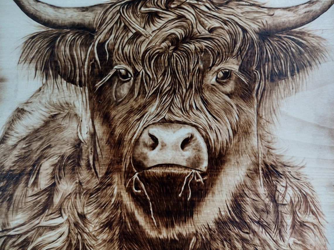 Hand Burned Highland Cow Wood Burning on Basswood With Bark. Pyrography ...