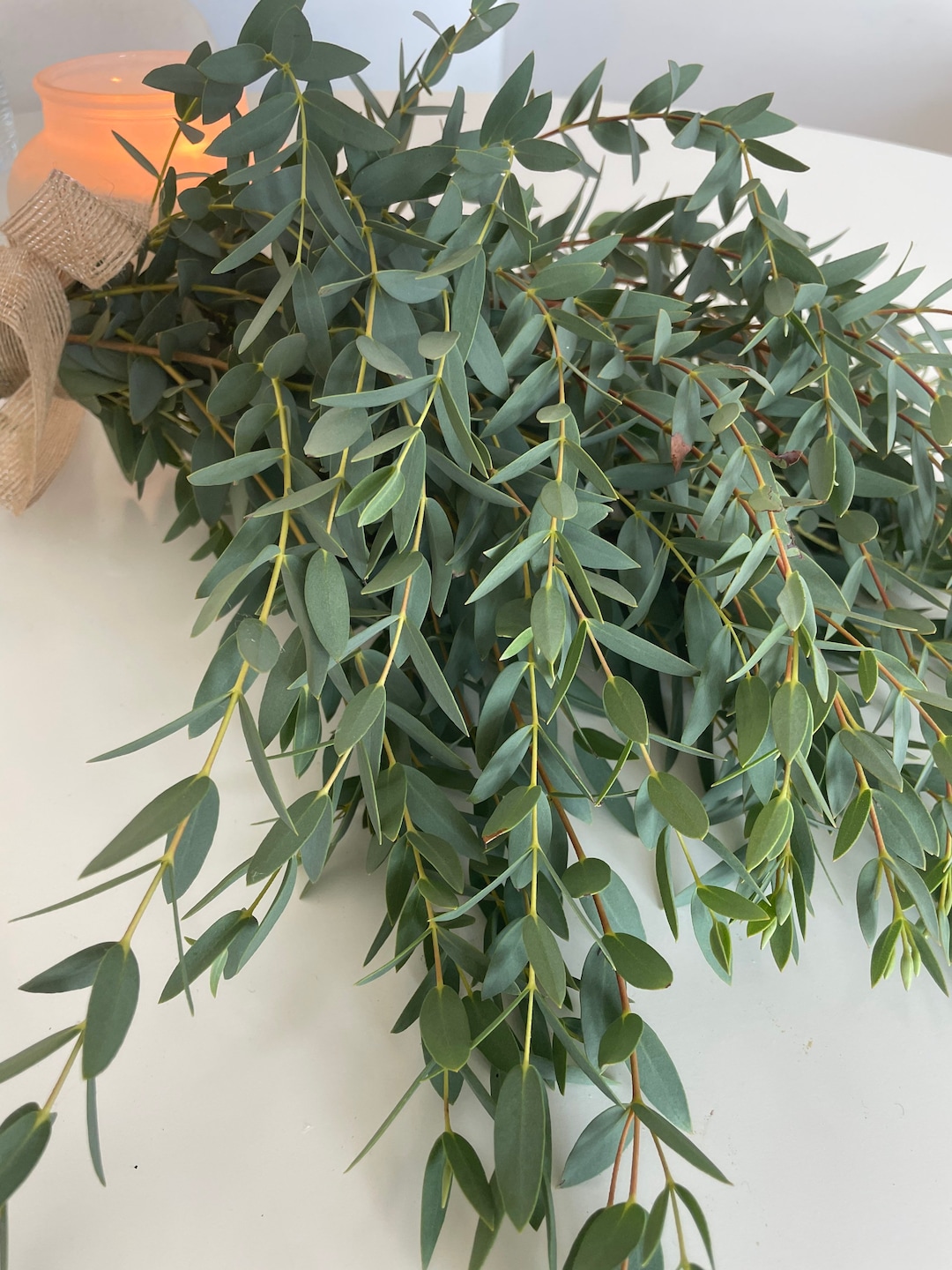 Fresh Eucalyptus Parvifolia // Eucalyptus Greenery// Wedding Eucalyptus ...