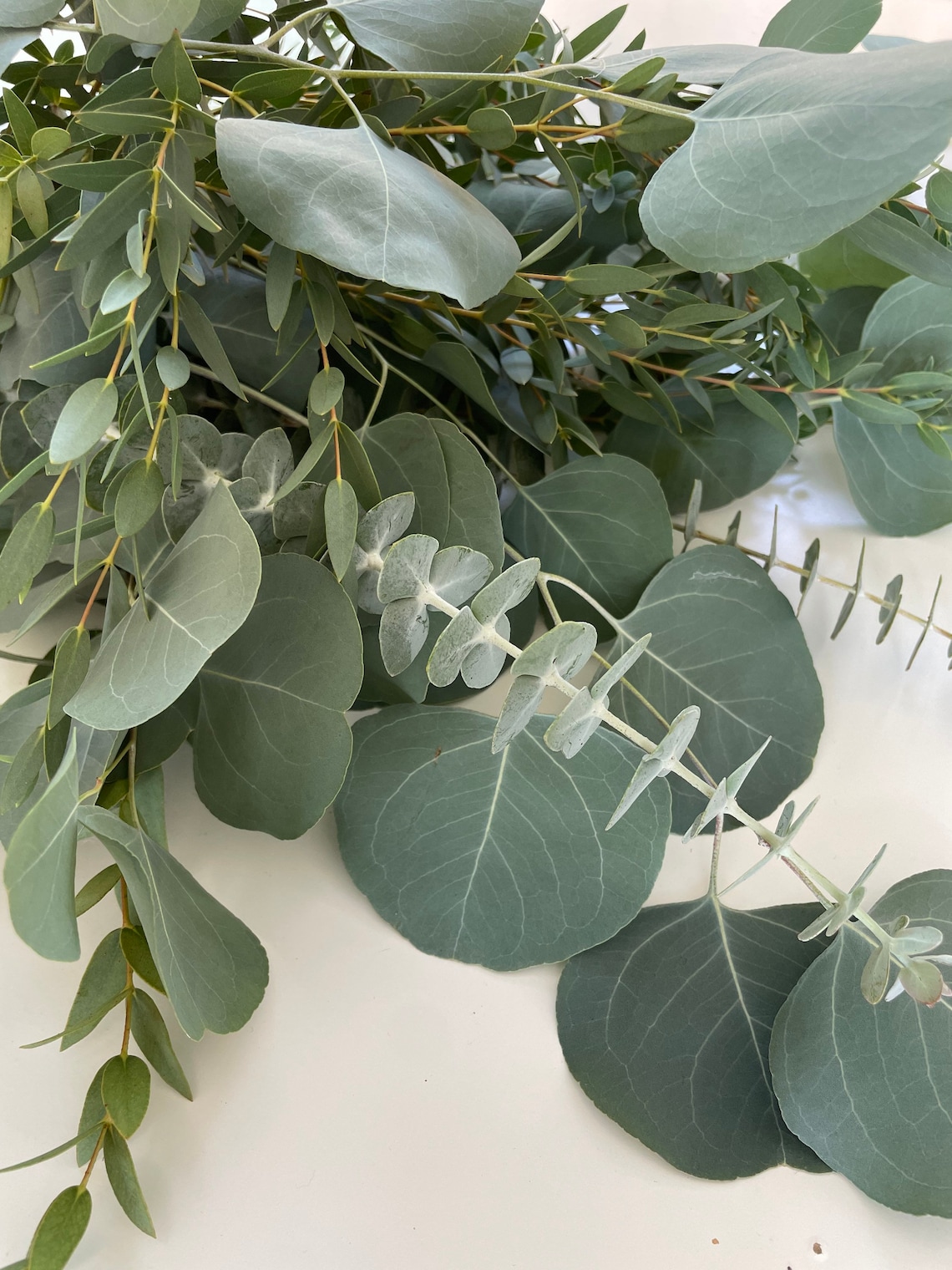 Fresh Greenery// Fresh Eucalyptus Bouquet/ Eco Printing // Parvifolia ...