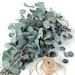 DIY Wedding Greenery // Eucalyptus Mix // DIY Wedding Eucalyptus ...