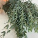 DIY Wedding Greenery // Eucalyptus Mix // DIY Wedding Eucalyptus ...