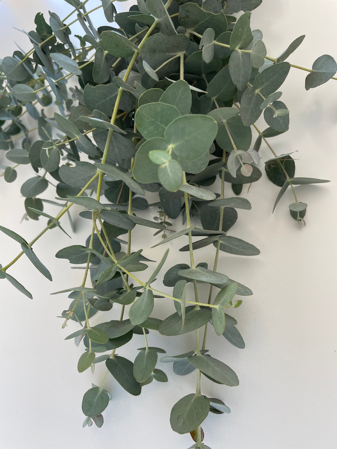 Fresh Gunni Eucalyptus/ Wedding/ Greenery/ Bouquet/ Silver | Etsy