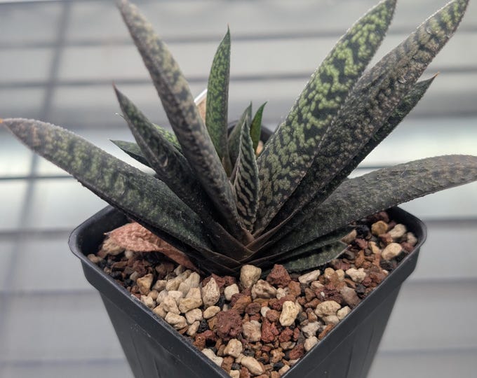 Gasteria 'pink Splash' - Etsy