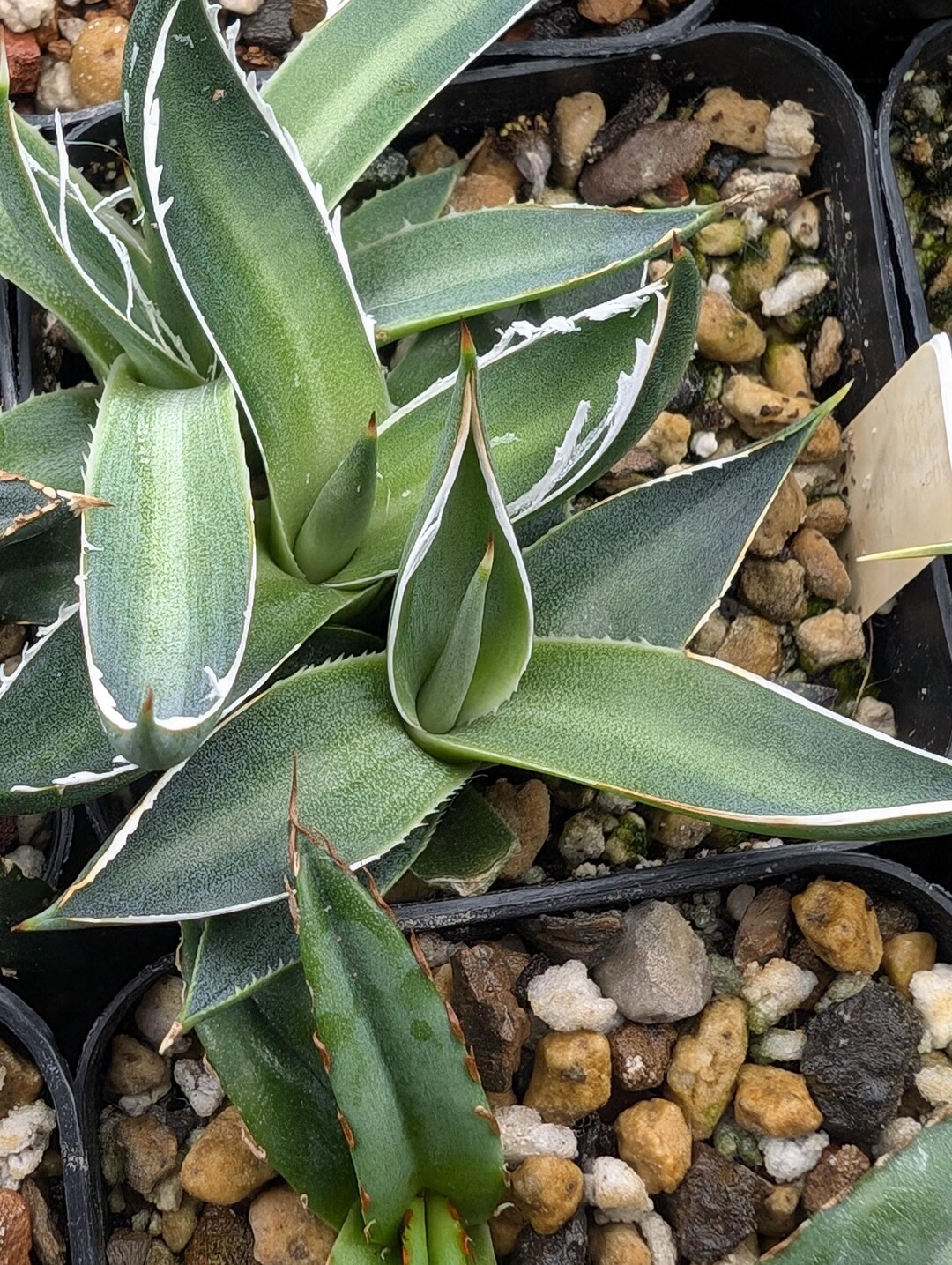 Agave Filifera Var Compacta Seedling - Etsy