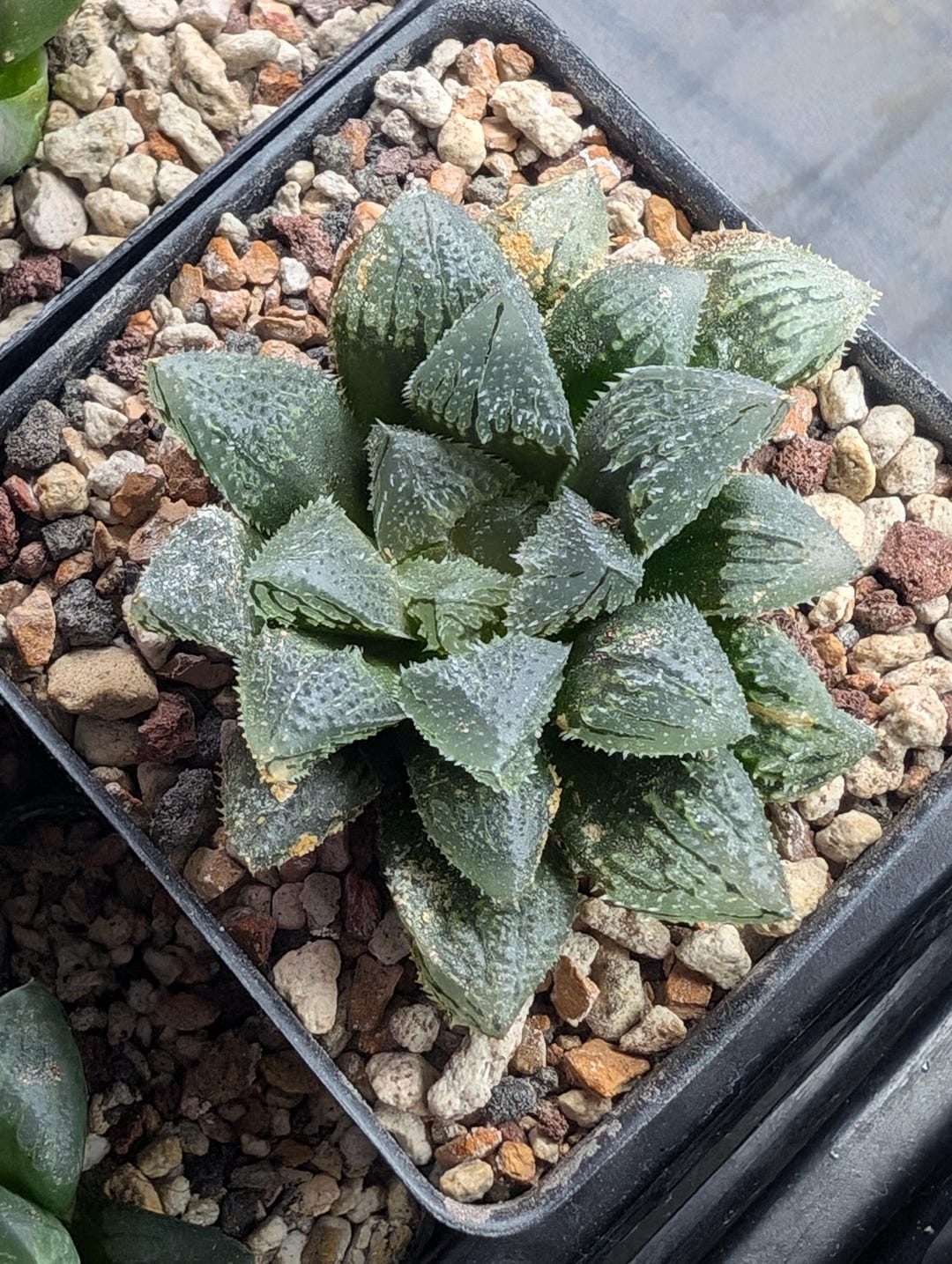 Haworthia 'magic Thorn' - Etsy