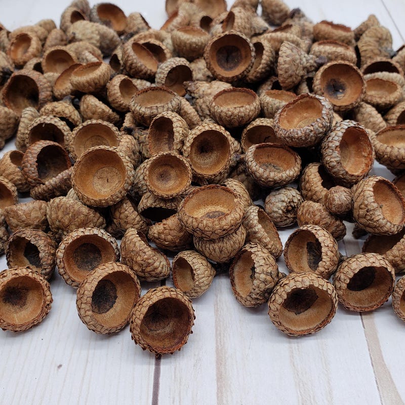 Acorn Caps - Etsy