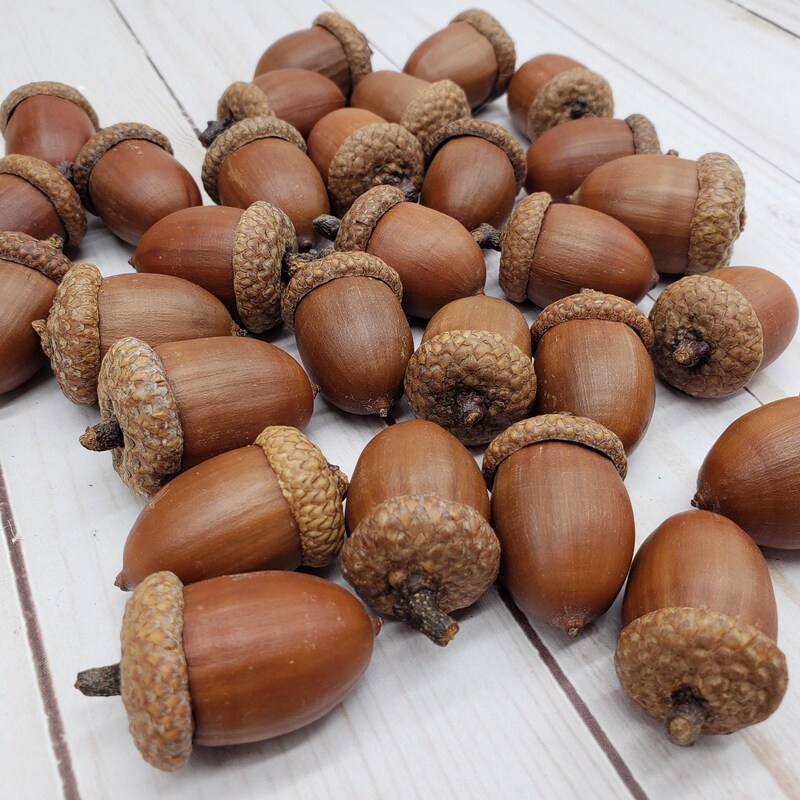 Acorn Caps - Etsy