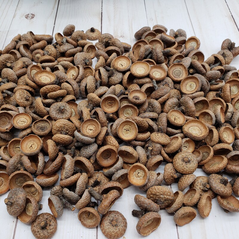 Acorn Caps - Etsy