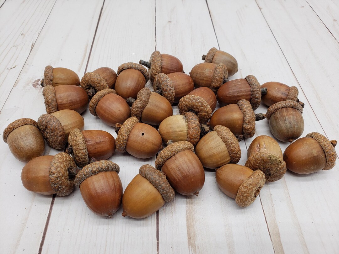 CLEARANCE ~ Xlarge Natural Acorns With Caps Real Acorns DIY Crafts ...