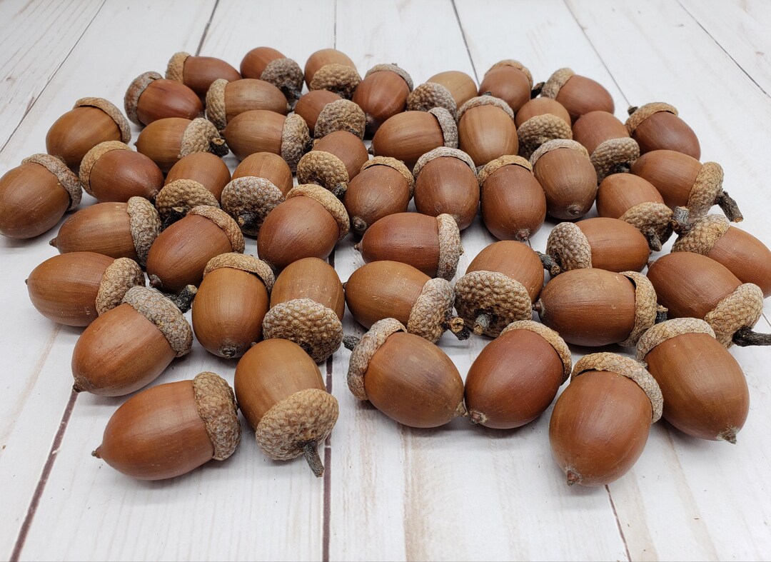 25 Large Natural Acorns With Caps Real Acorns DIY Crafts Thanksgiving ...