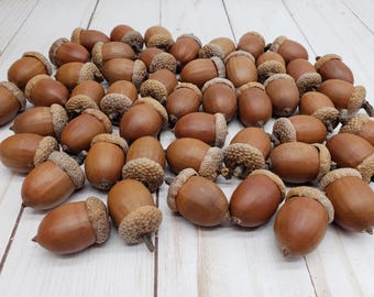 LARGE Acorns Extra Large Acorns Natural Acorns Real Acorns Thanksgiving ...