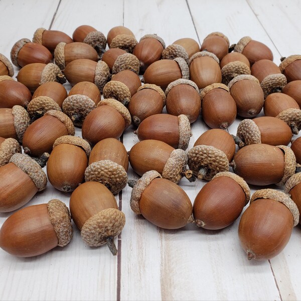 Real Acorn - Etsy